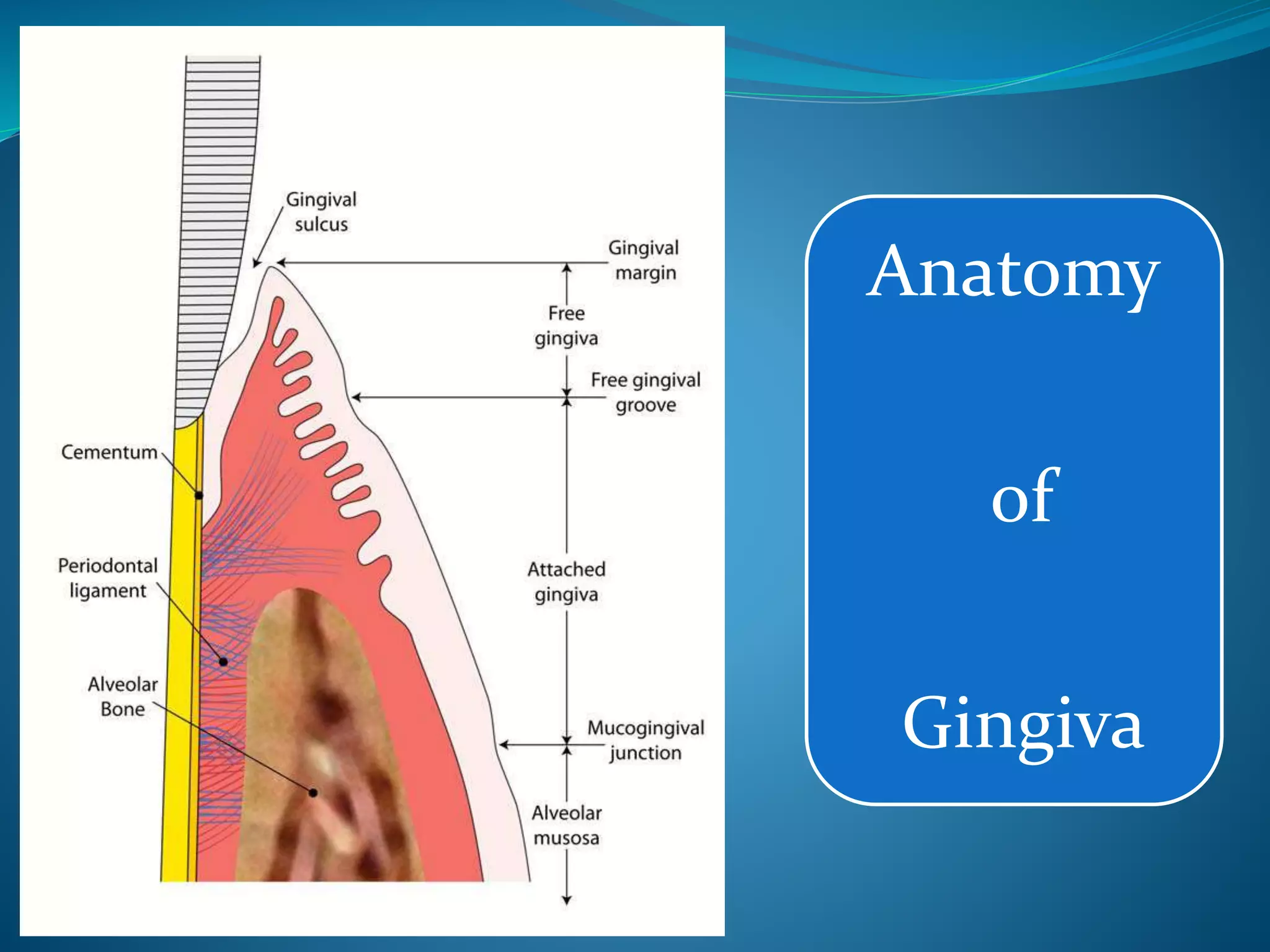 Gingiva Macroscopic Features | PPTX