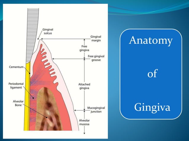 Gingiva Macroscopic Features | PPT