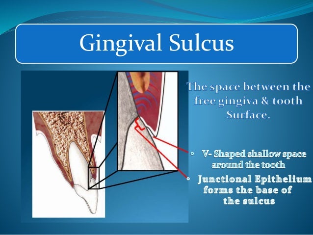 Gingiva Macroscopic Features