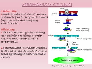 Antisense RNA Technology | PPTX