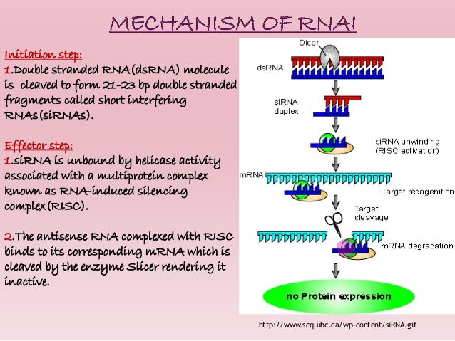 Antisense RNA Technology