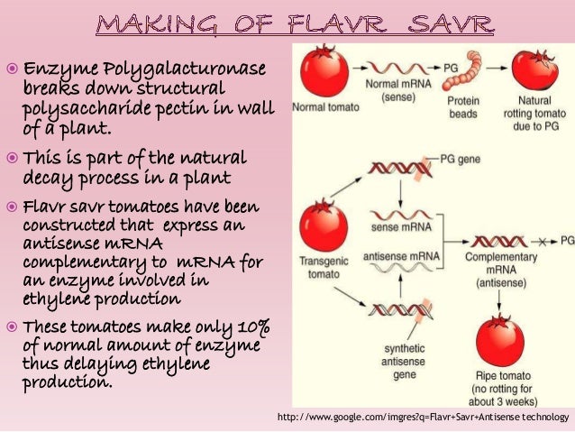Antisense RNA Technology