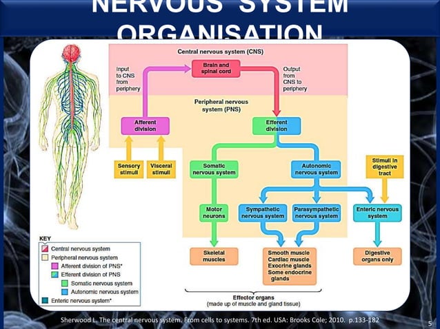 Nervous system and mechanism of pain sensation | PPT