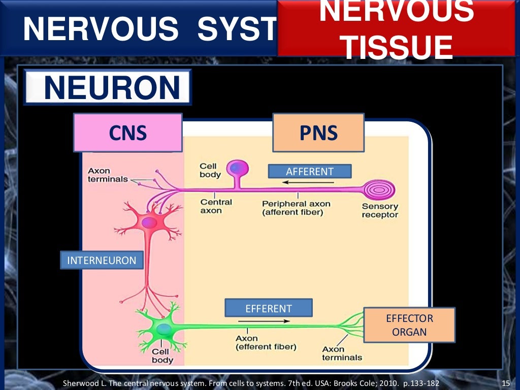 Nervous system and mechanism of pain sensation