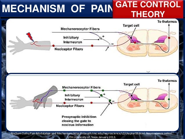 Gate Control Mechanism Of Pain