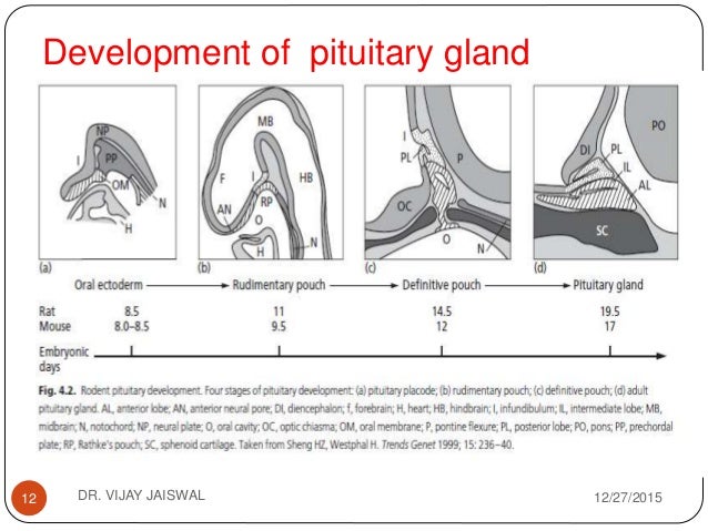 ANTERIOR AND POSTERIOR PITUITARY CELLS AND ITS FUNCTIONS