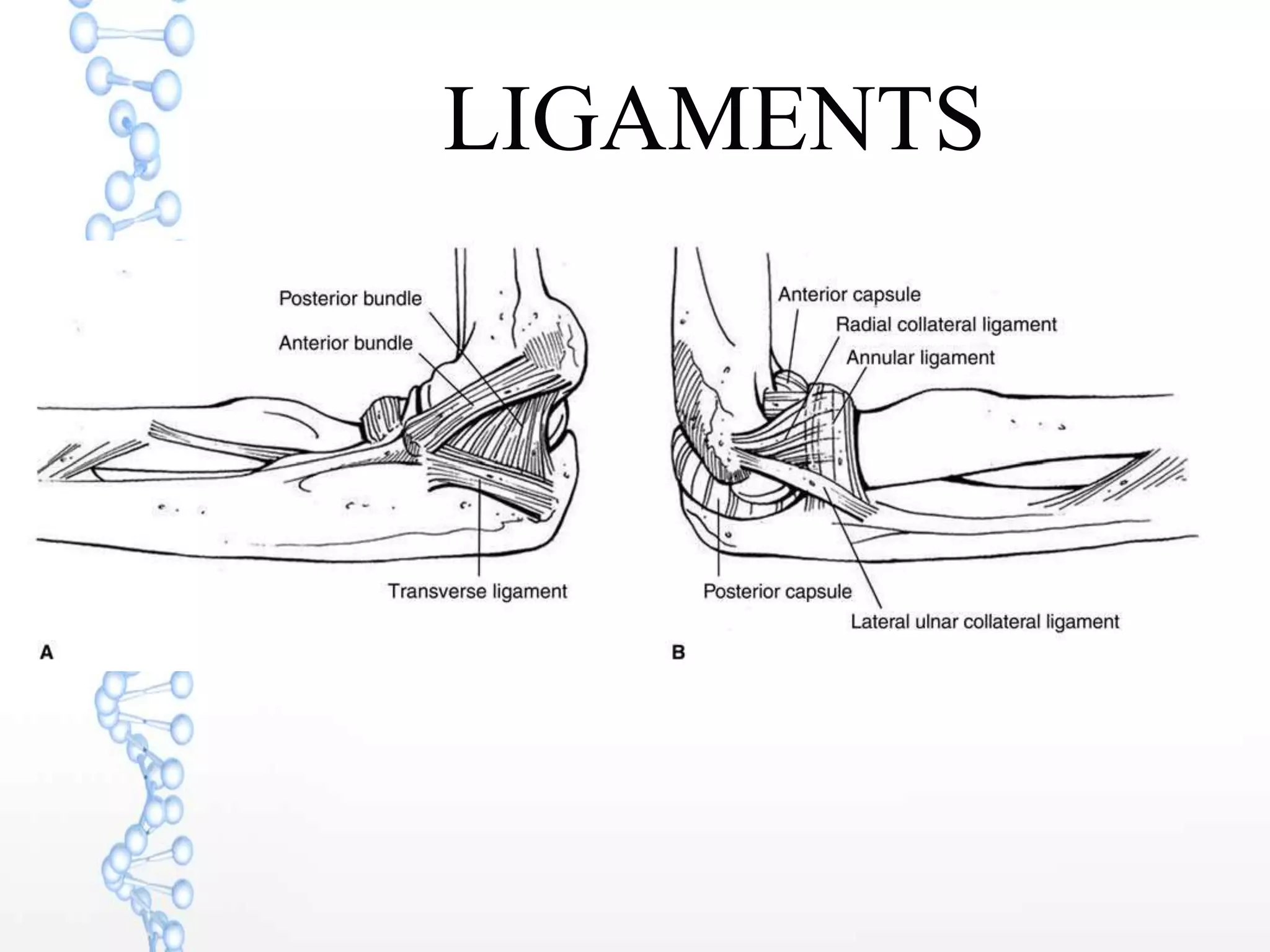 Distal humerus fracture and elbow dislocation | PPTX