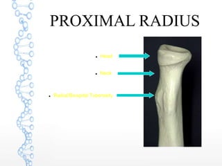 Distal humerus fracture and elbow dislocation | PPT