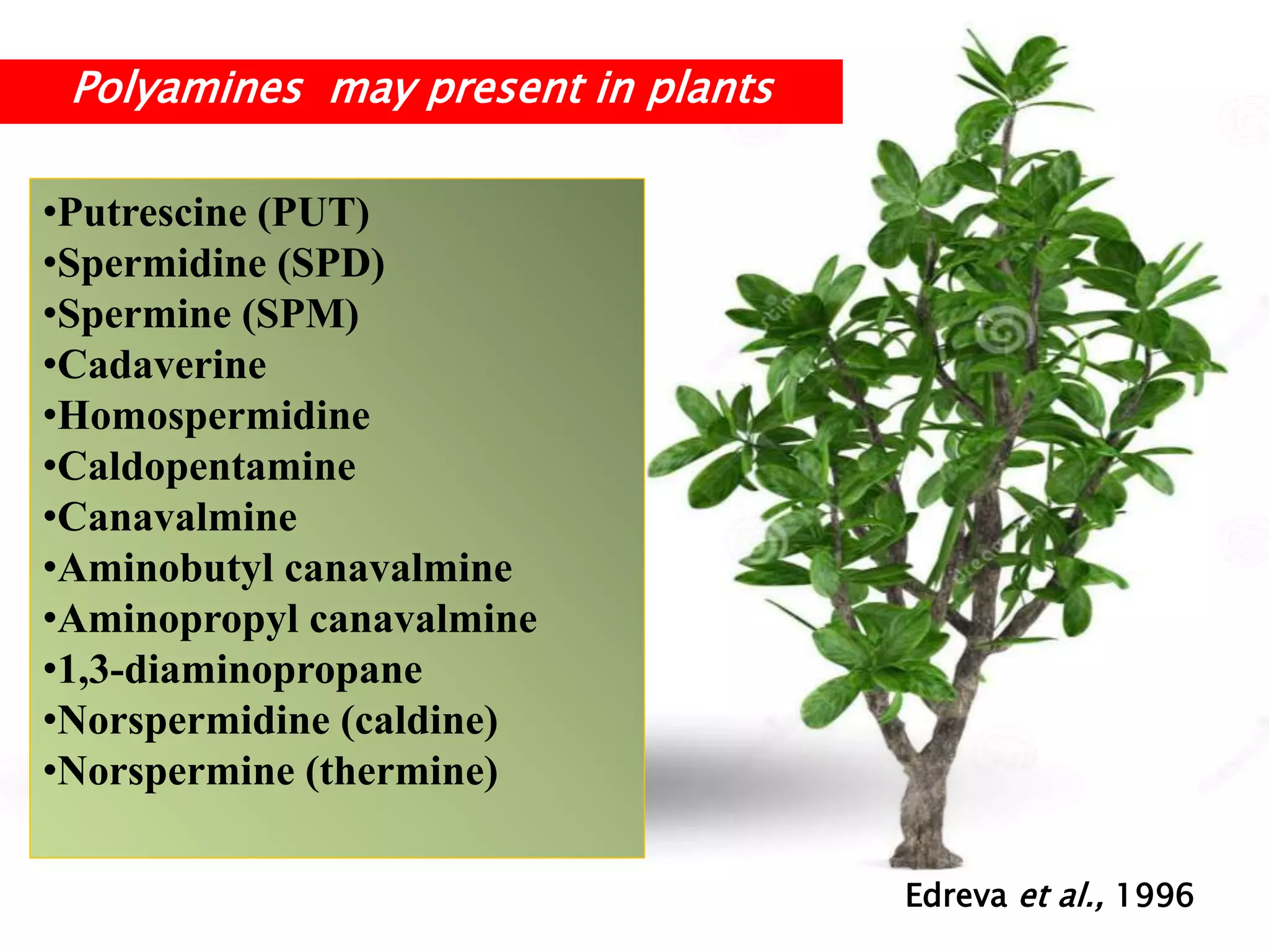 Role of polyamines in postharvest physiology and quality of fruits | PPT