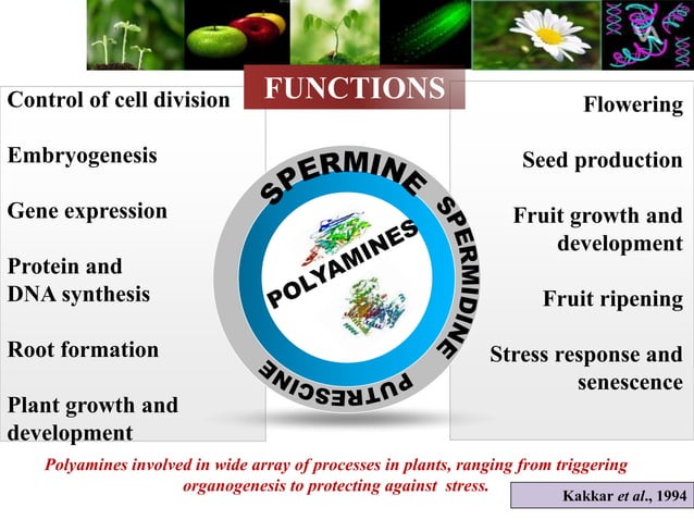 Role of polyamines in postharvest physiology and quality of fruits | PPT