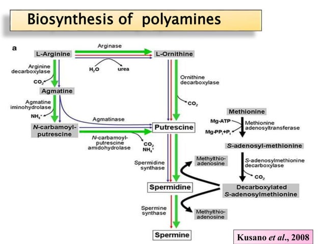 Role of polyamines in postharvest physiology and quality of fruits | PPT