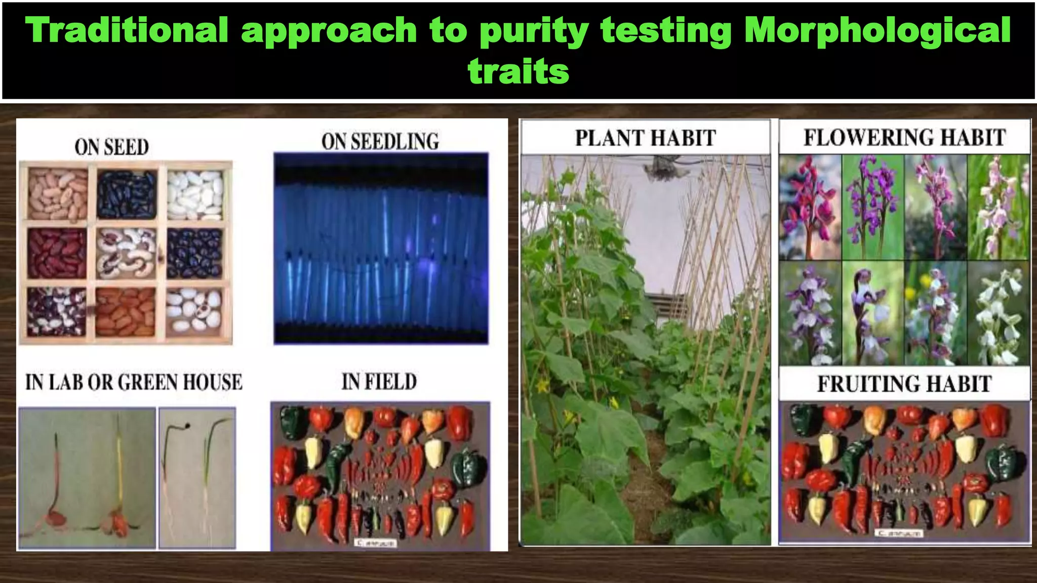 maintainance of genetic purity methods of genetic purity testing | PPTX