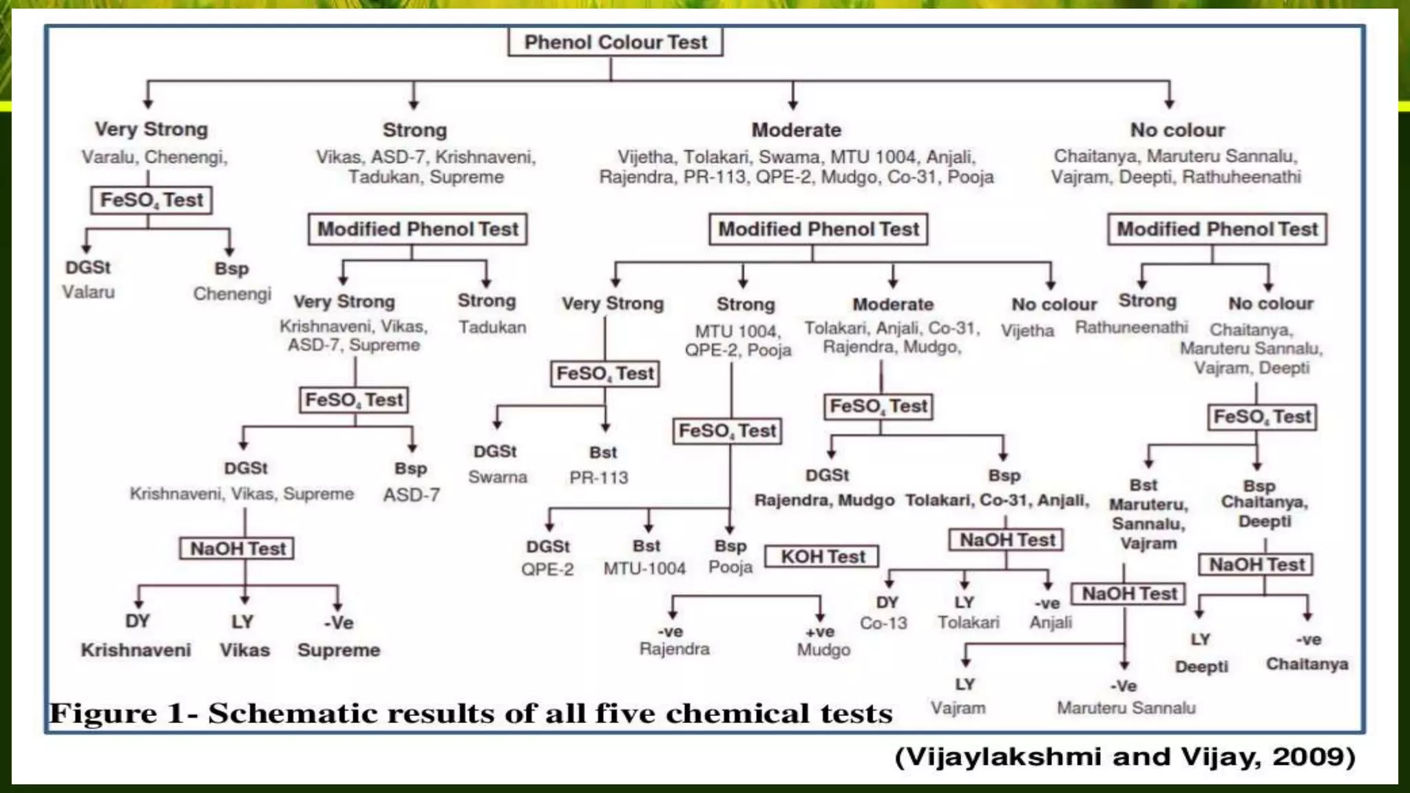 maintainance of genetic purity methods of genetic purity testing | PPTX