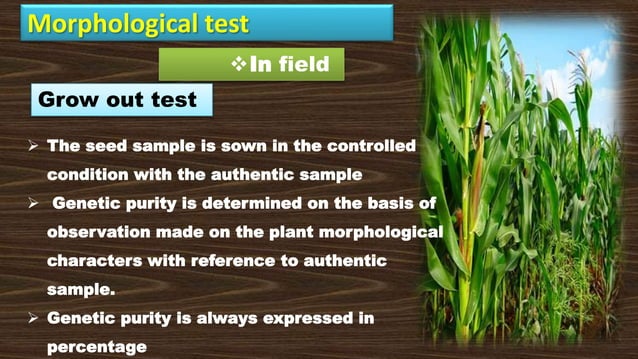 maintainance of genetic purity methods of genetic purity testing | PPTX ...
