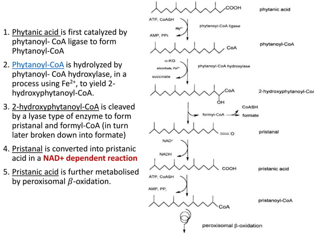 Alpha oxidaiton of Phytanic acid | PPT