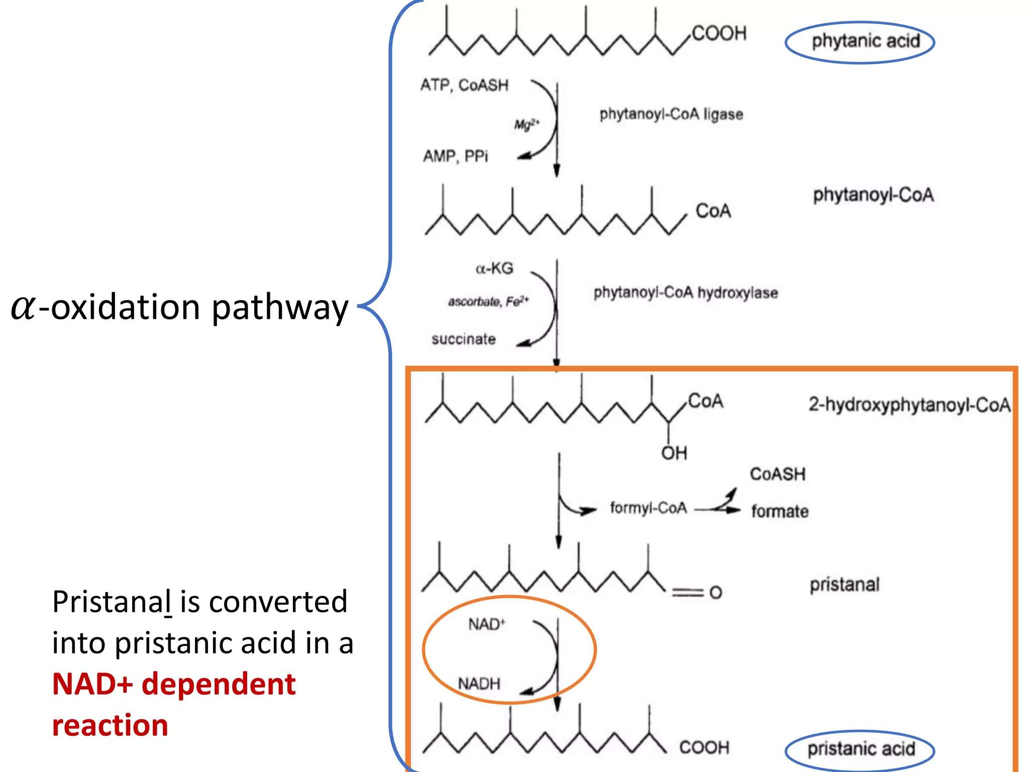 Resolution of the Phytanic Acid 훼-Oxidation pathway: Identification of ...