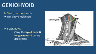 Muscles Of Mastication | PPTX