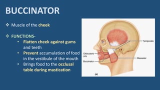 Muscles Of Mastication | PPTX