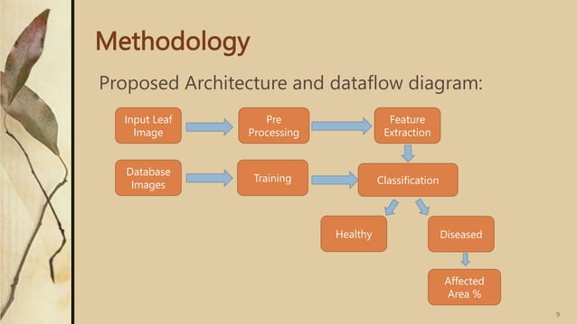 Mango Leaf Disease Detection Pptx