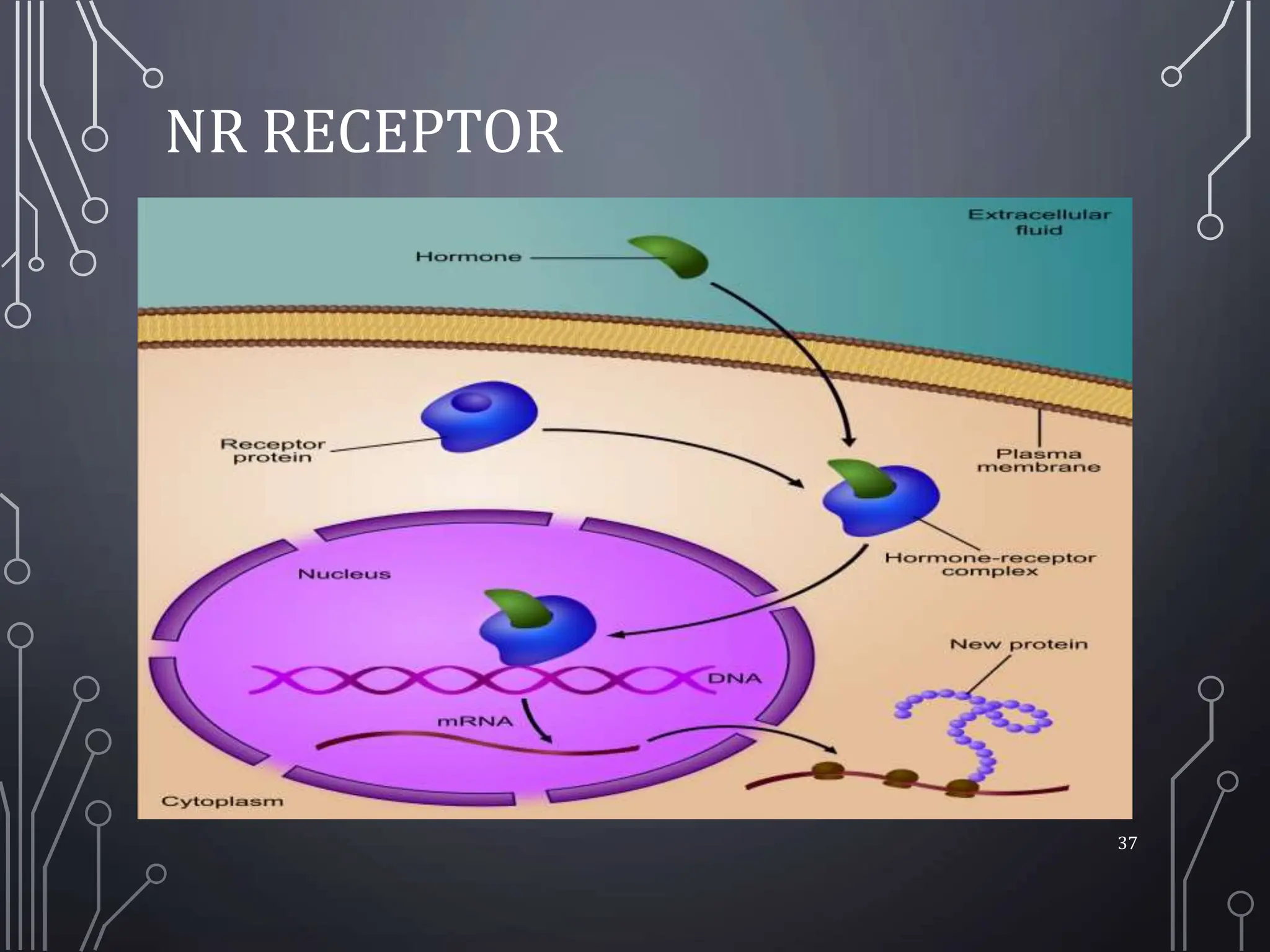 RECEPTORS and its FAMILIES, Detailed Pharmacology | PPTX