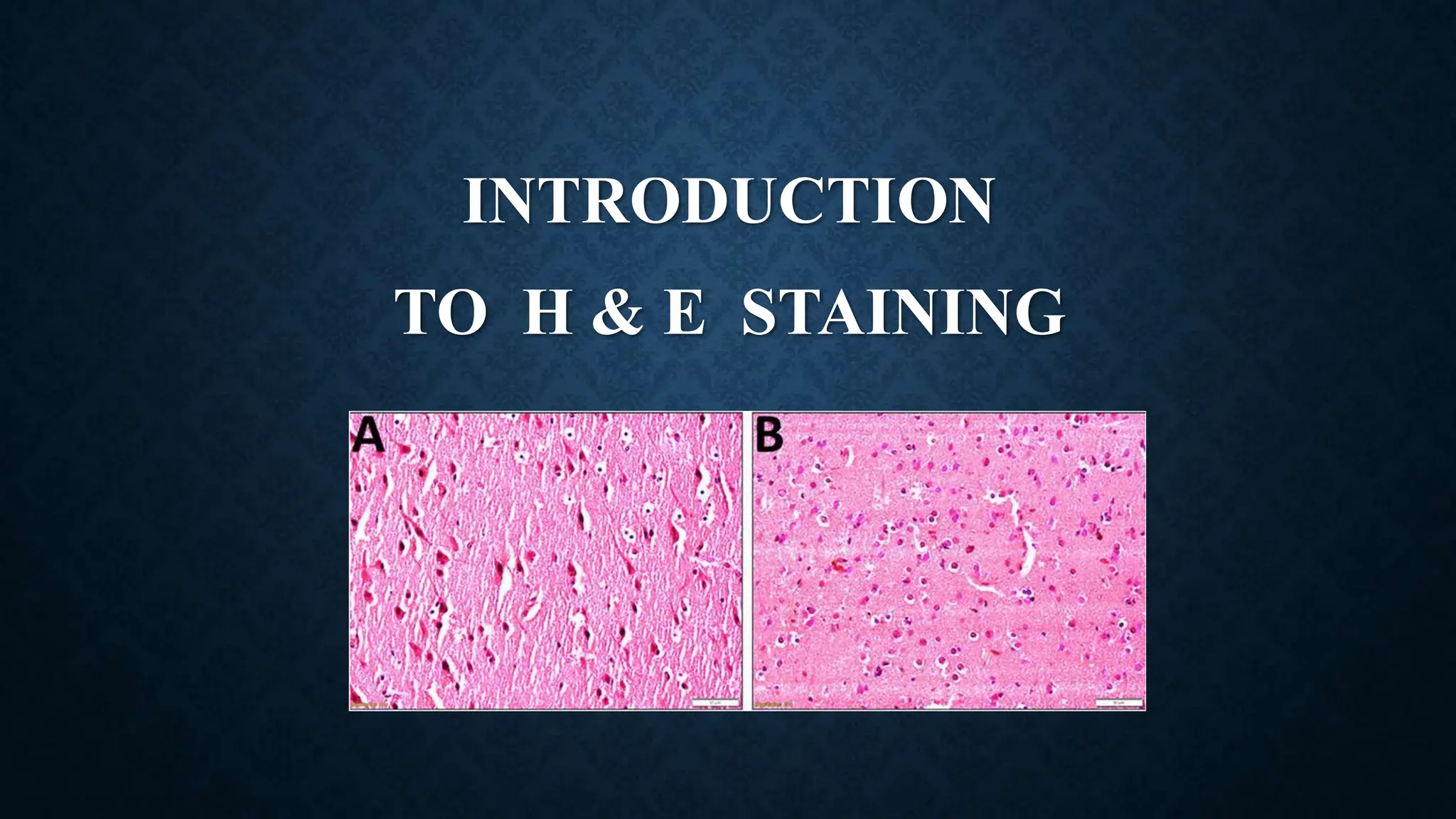 Neurobehavioural studies on animals and role of H & E staining in brain ...