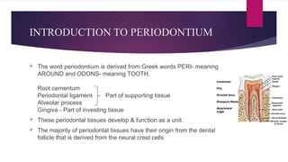 Development of Periodontium (Basics of Periodontology) | PPTX