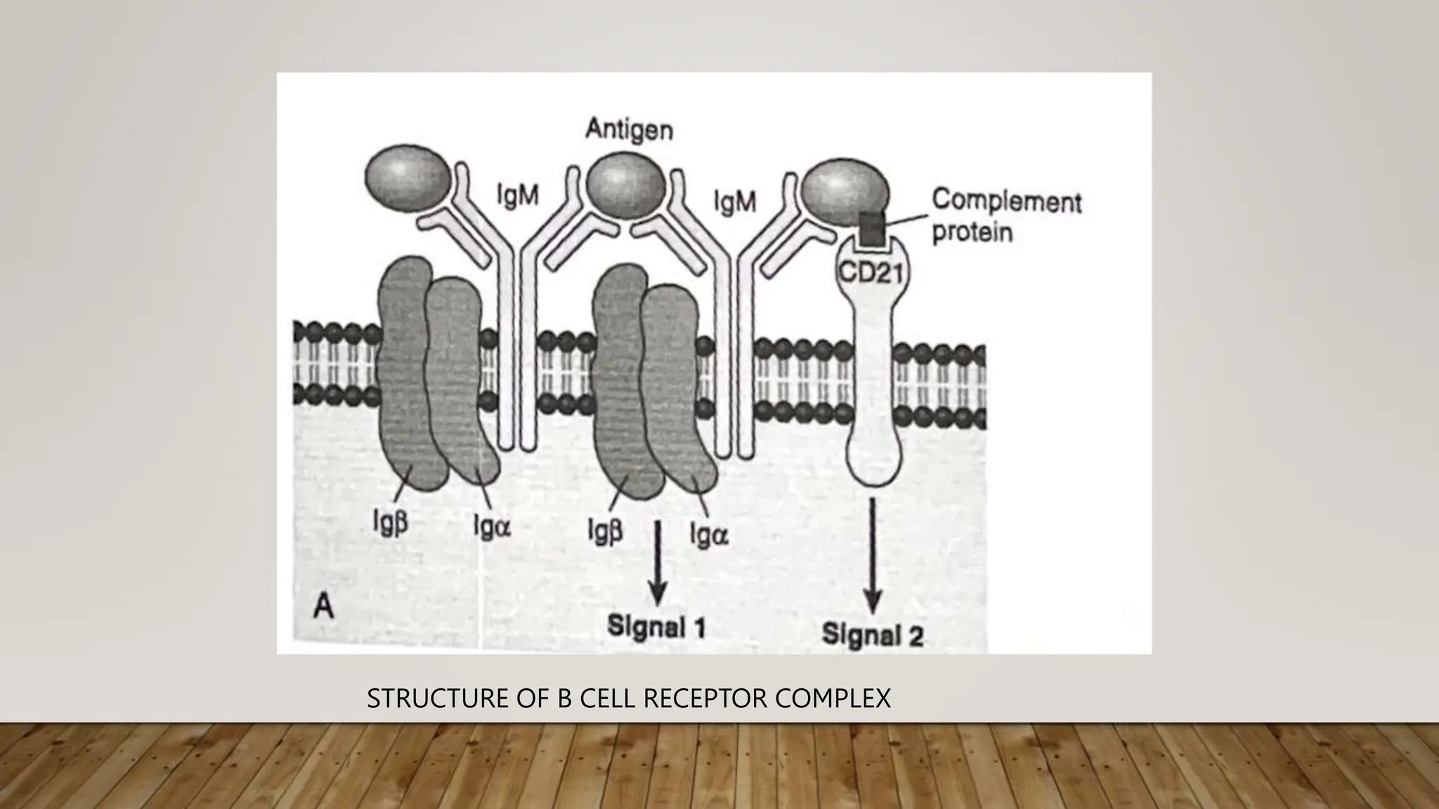 SEMINAR BASICS OF IMMUNOLOGY- Antigens antibodies immunoglobulins and ...