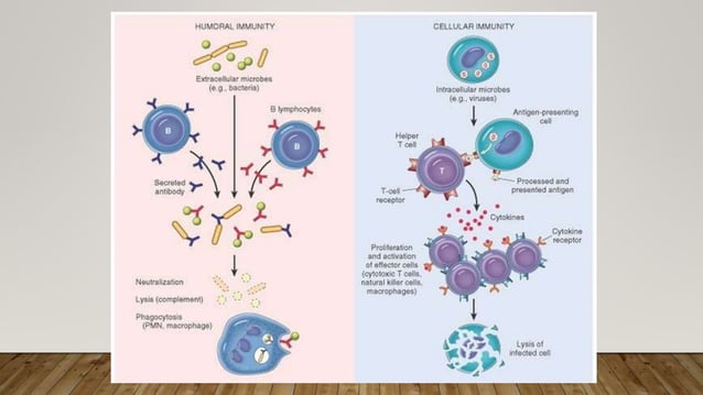 SEMINAR BASICS OF IMMUNOLOGY- Antigens antibodies immunoglobulins and ...