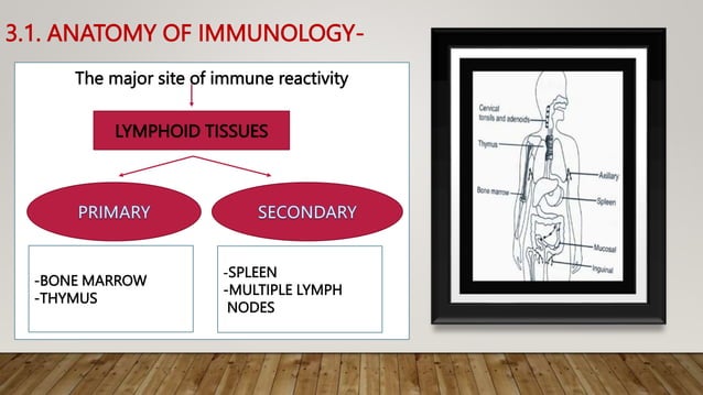 SEMINAR BASICS OF IMMUNOLOGY- Antigens antibodies immunoglobulins and complement system | PPTX ...
