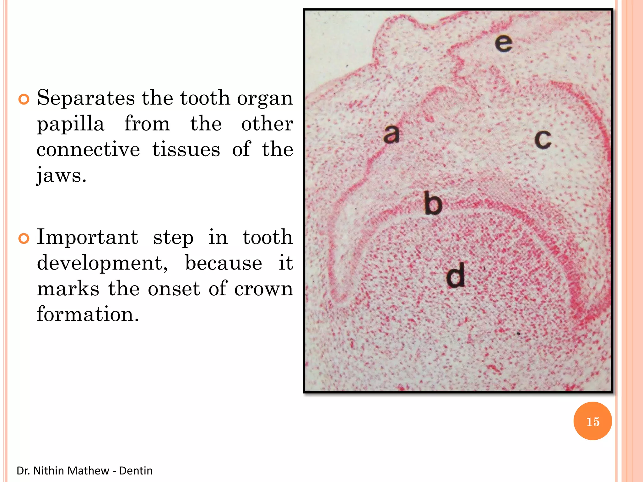 Dentin | PDF