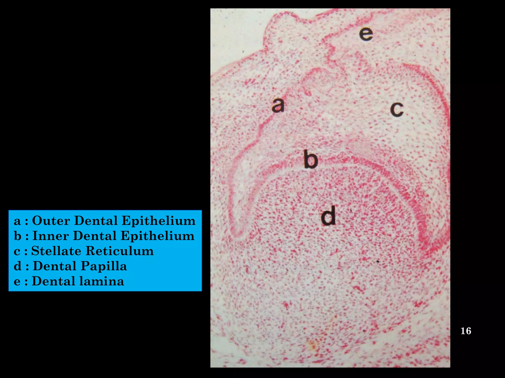 Dentin | PDF