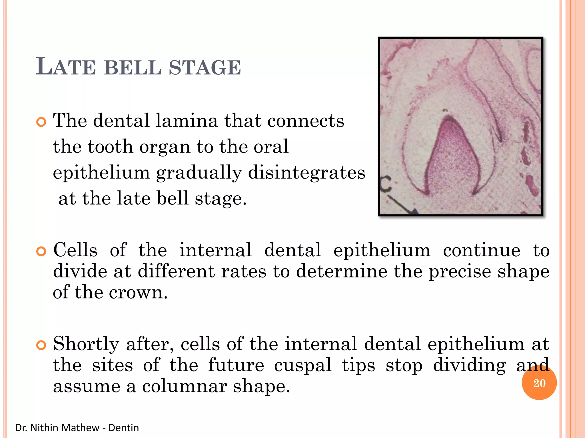 Dentin | PDF