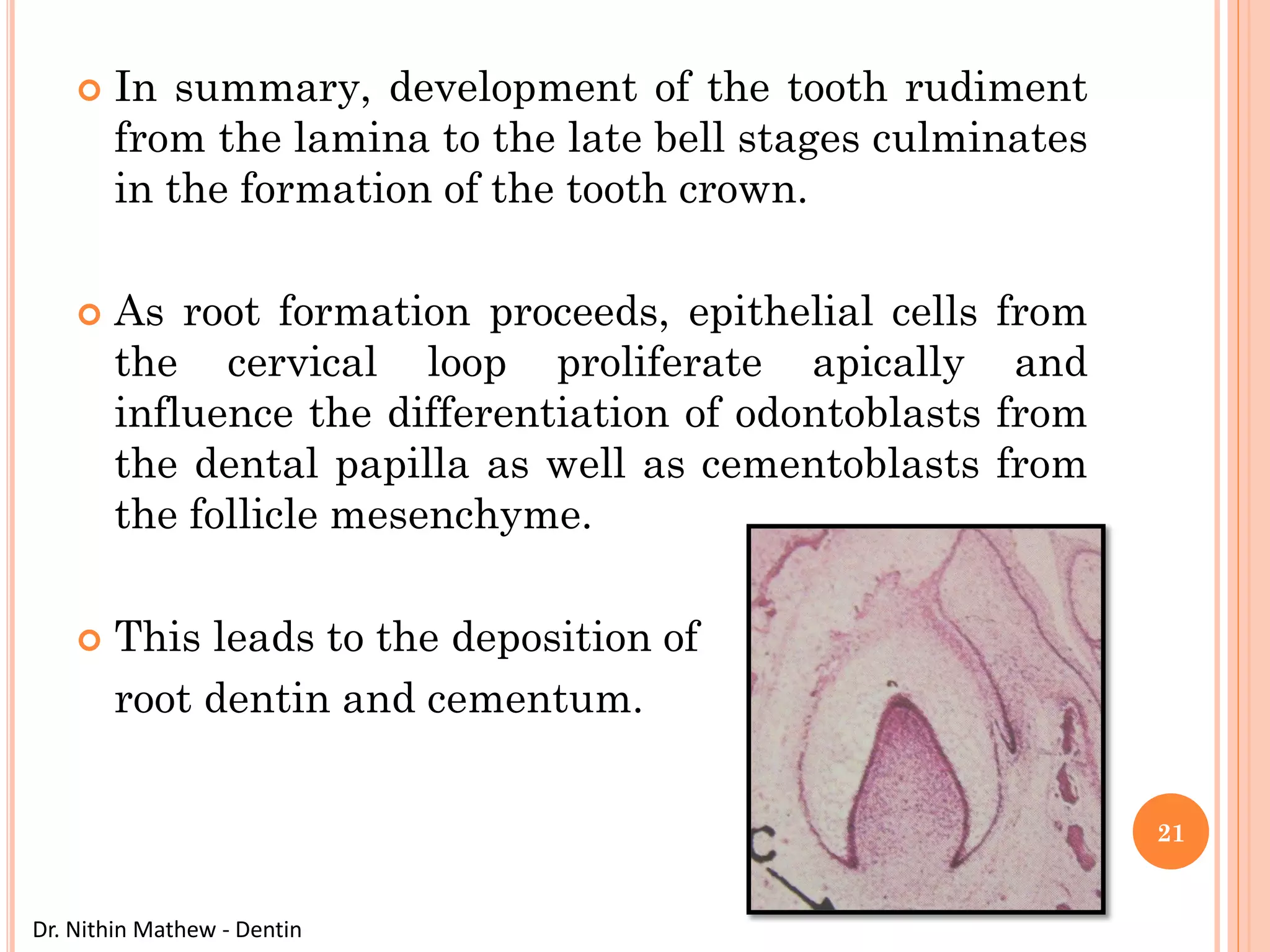 Dentin | PDF