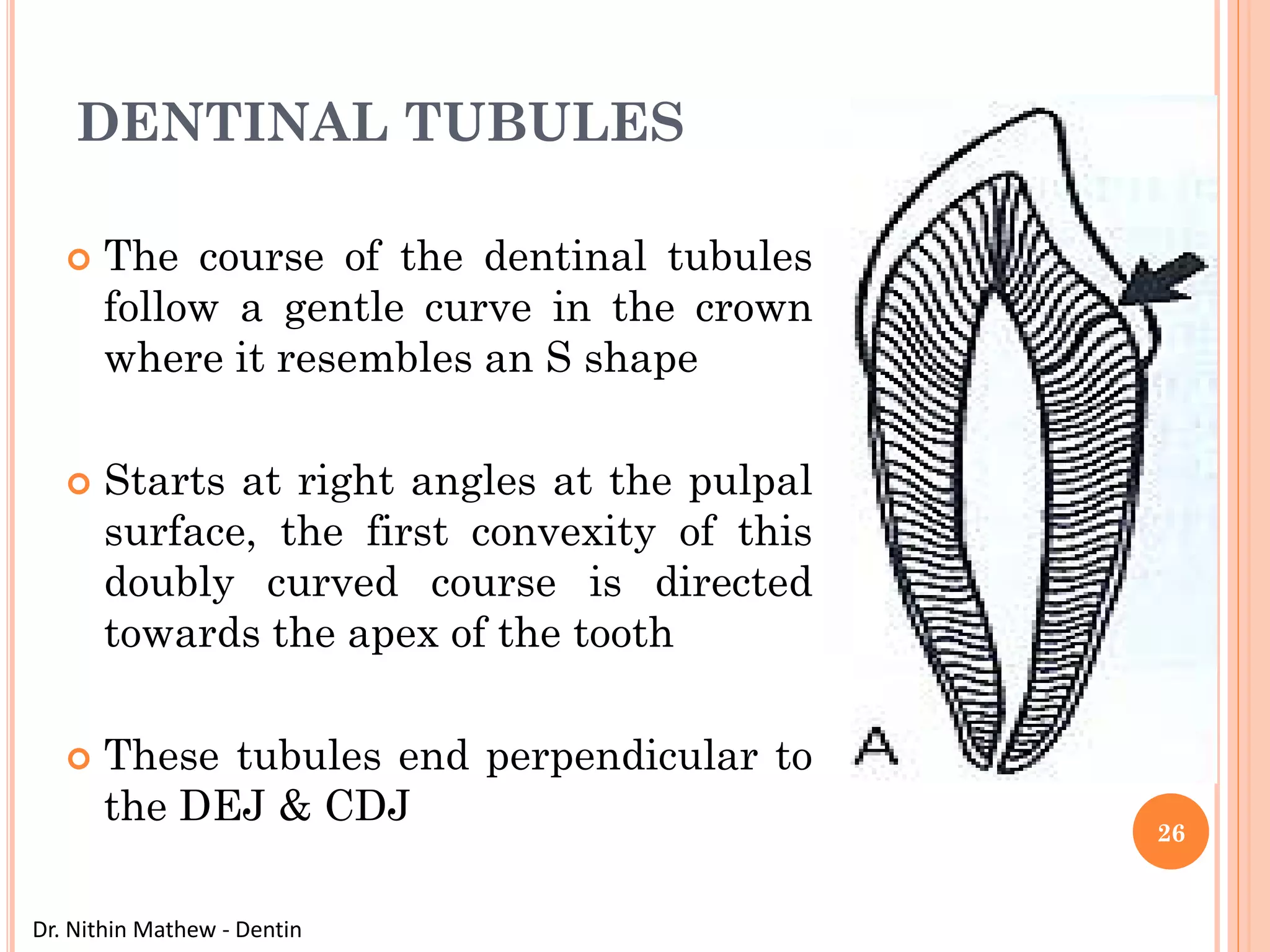 Dentin | PDF