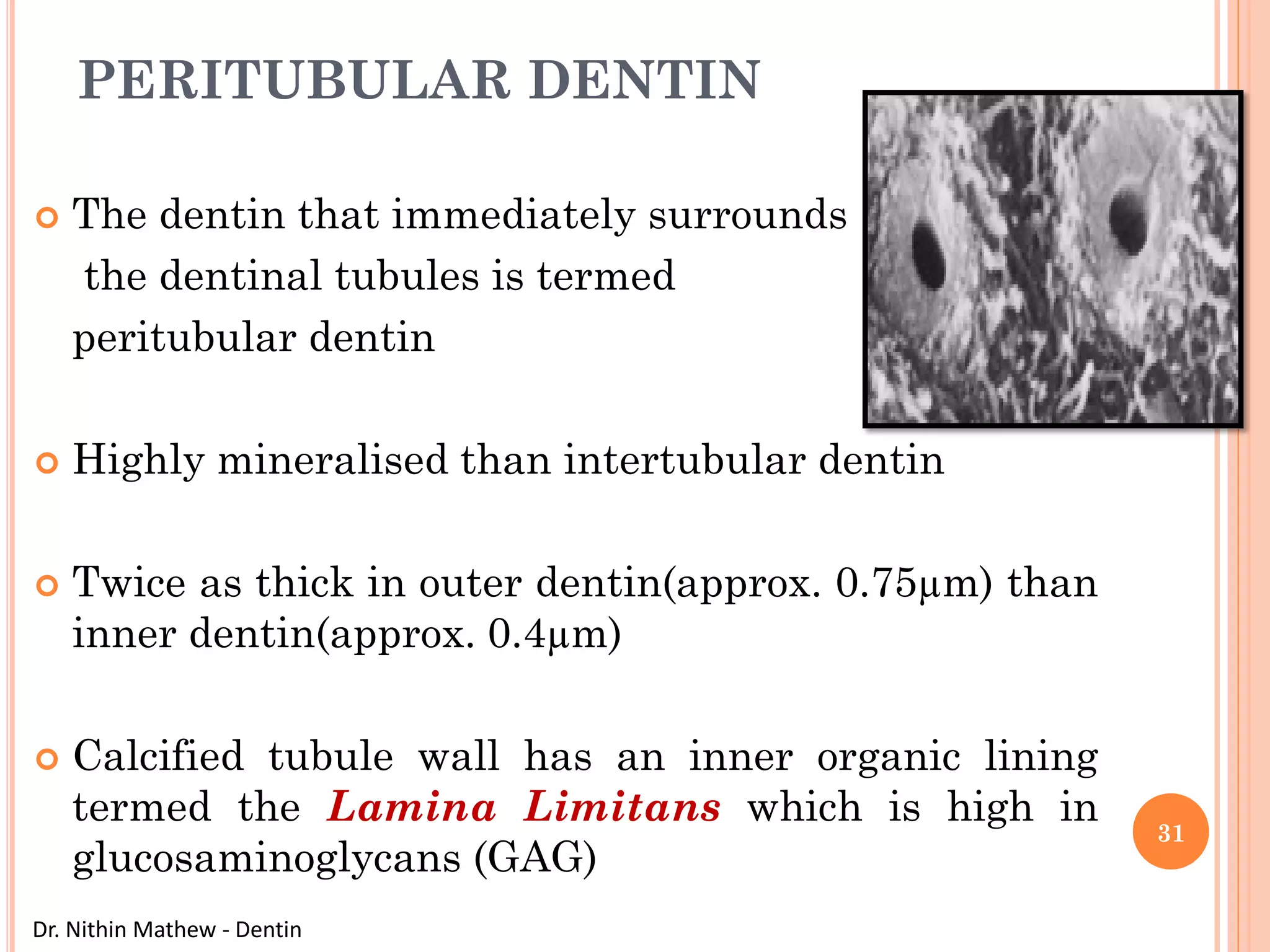 Dentin | PDF | Dental Health | Diseases and Conditions