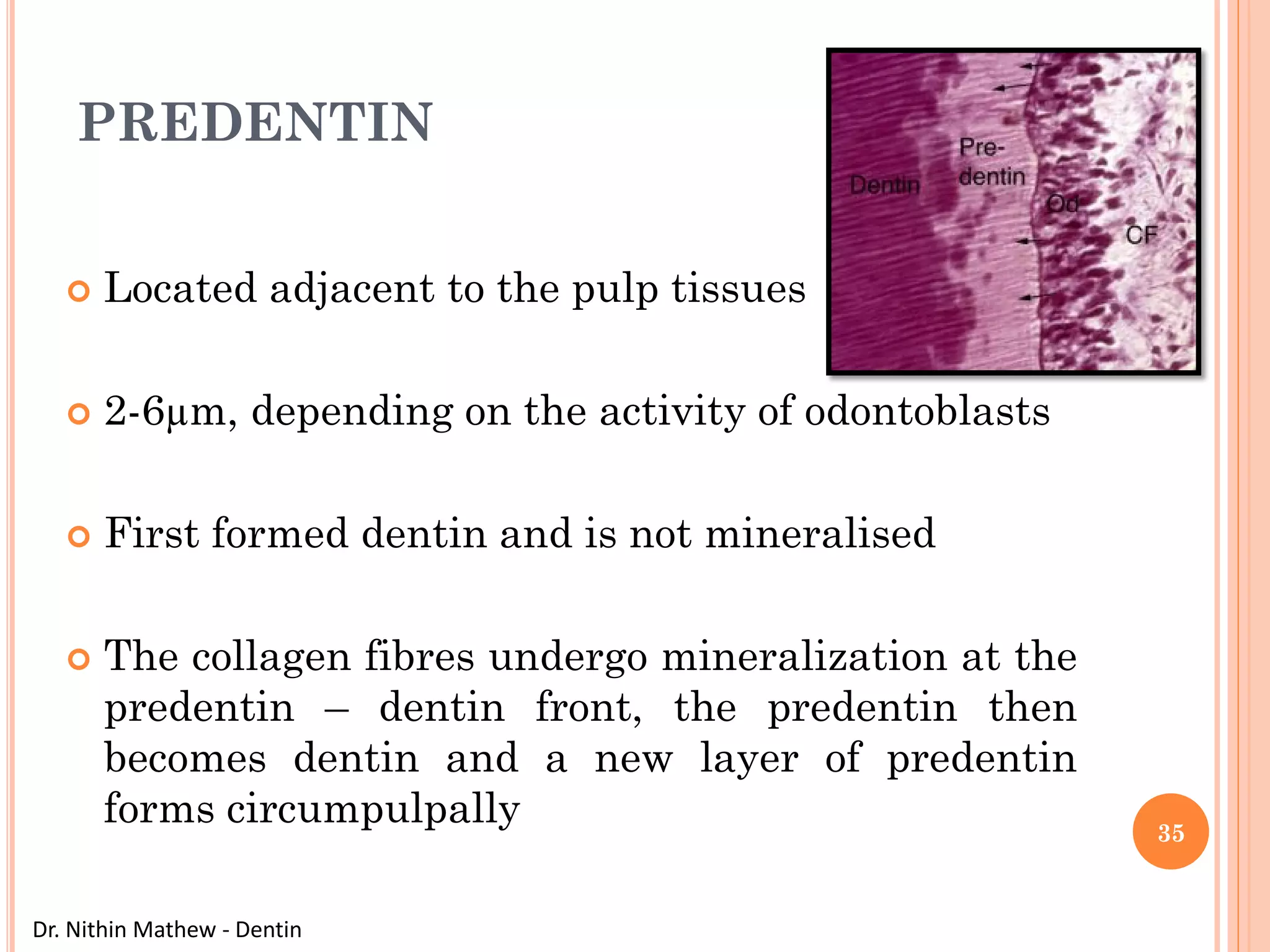 Dentin | PDF