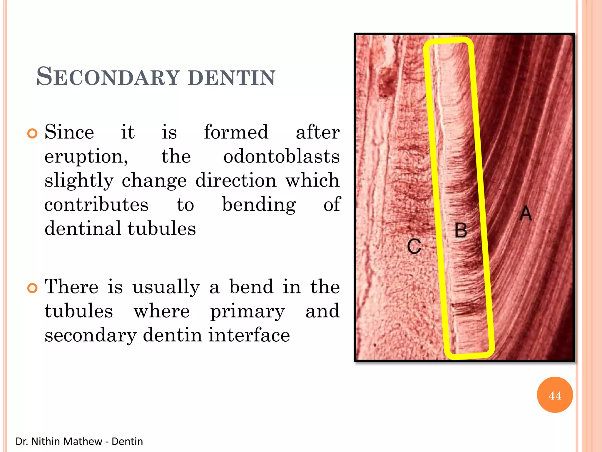 Dentin | PDF | Dental Health | Diseases and Conditions