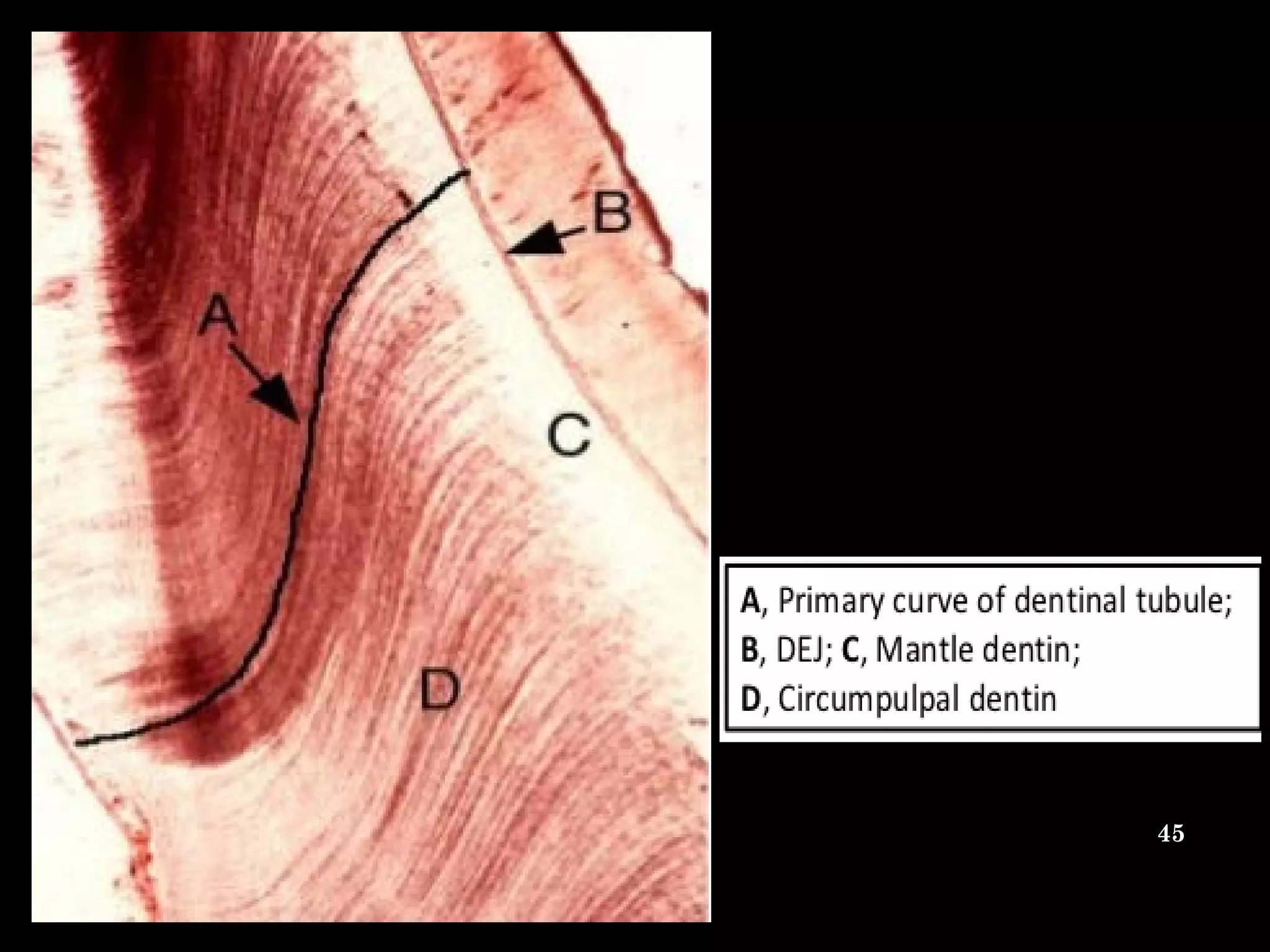 Dentin | PDF