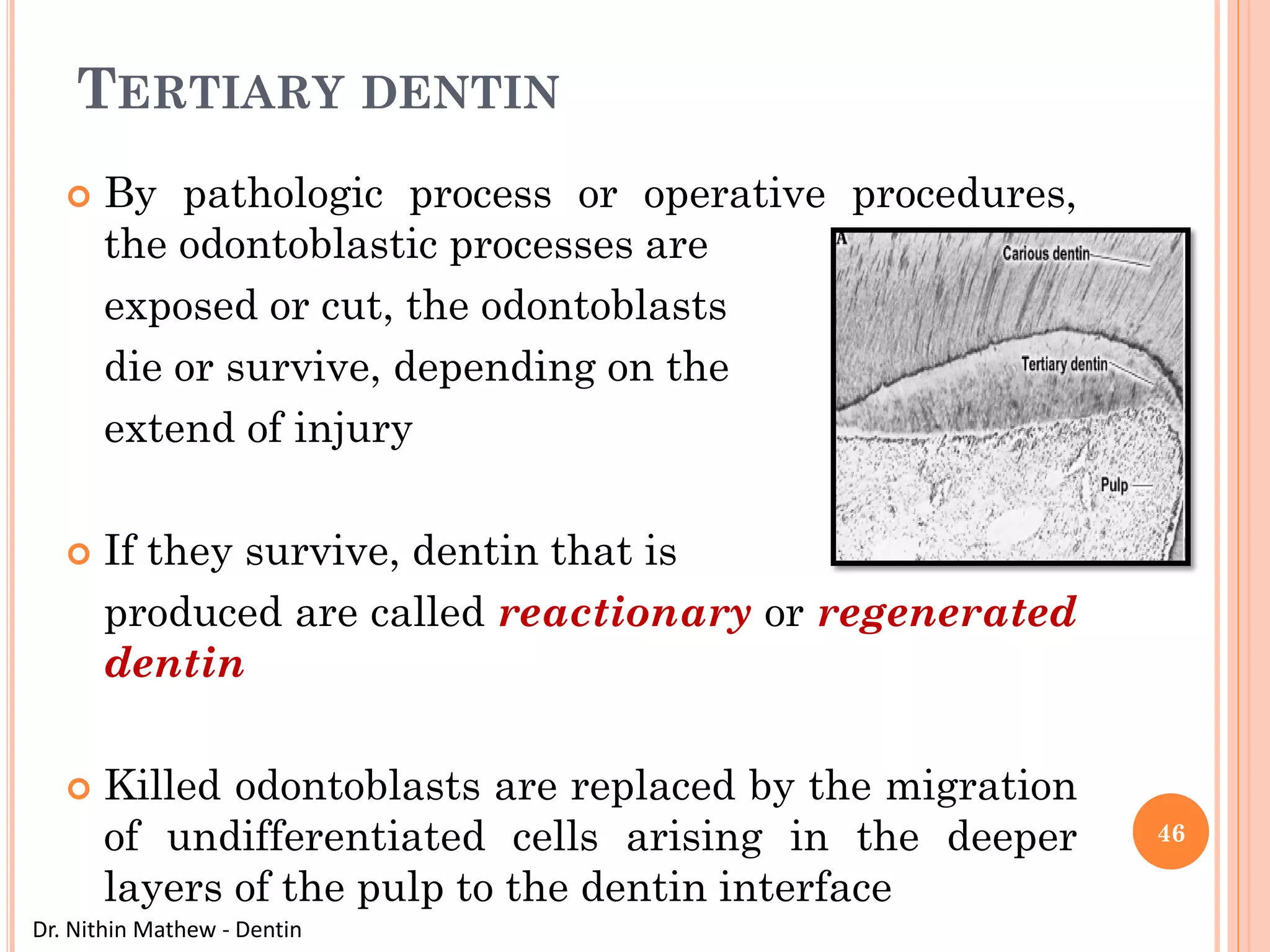 Dentin | PDF | Dental Health | Diseases and Conditions