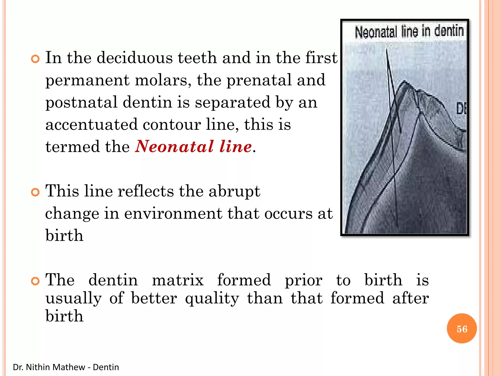 Dentin | PDF