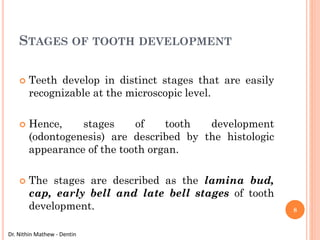 Dentin | PDF