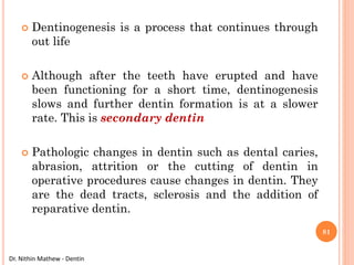 Dentin | PDF