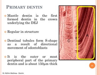 Primary Dentin
