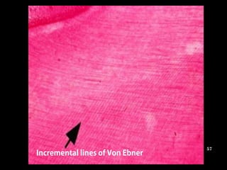 Incremental Lines Of Von Ebner