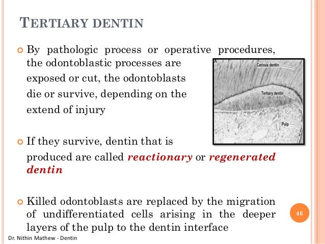 Dentin