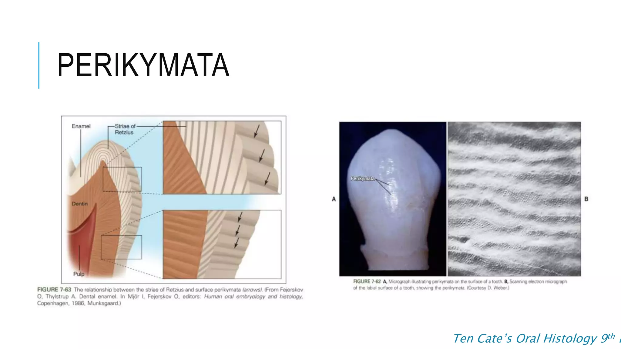 Enamel Rods and its implications | PPT