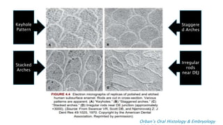 Enamel Rods and its implications | PPT