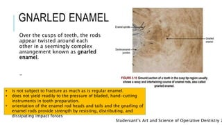 Enamel Rods and its implications | PPT