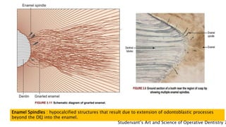 Enamel Rods and its implications | PPT