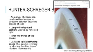Enamel Rods and its implications | PPT